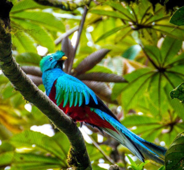 Monteverde Cloud Forest Reserve Tour | Native's Way Costa Rica