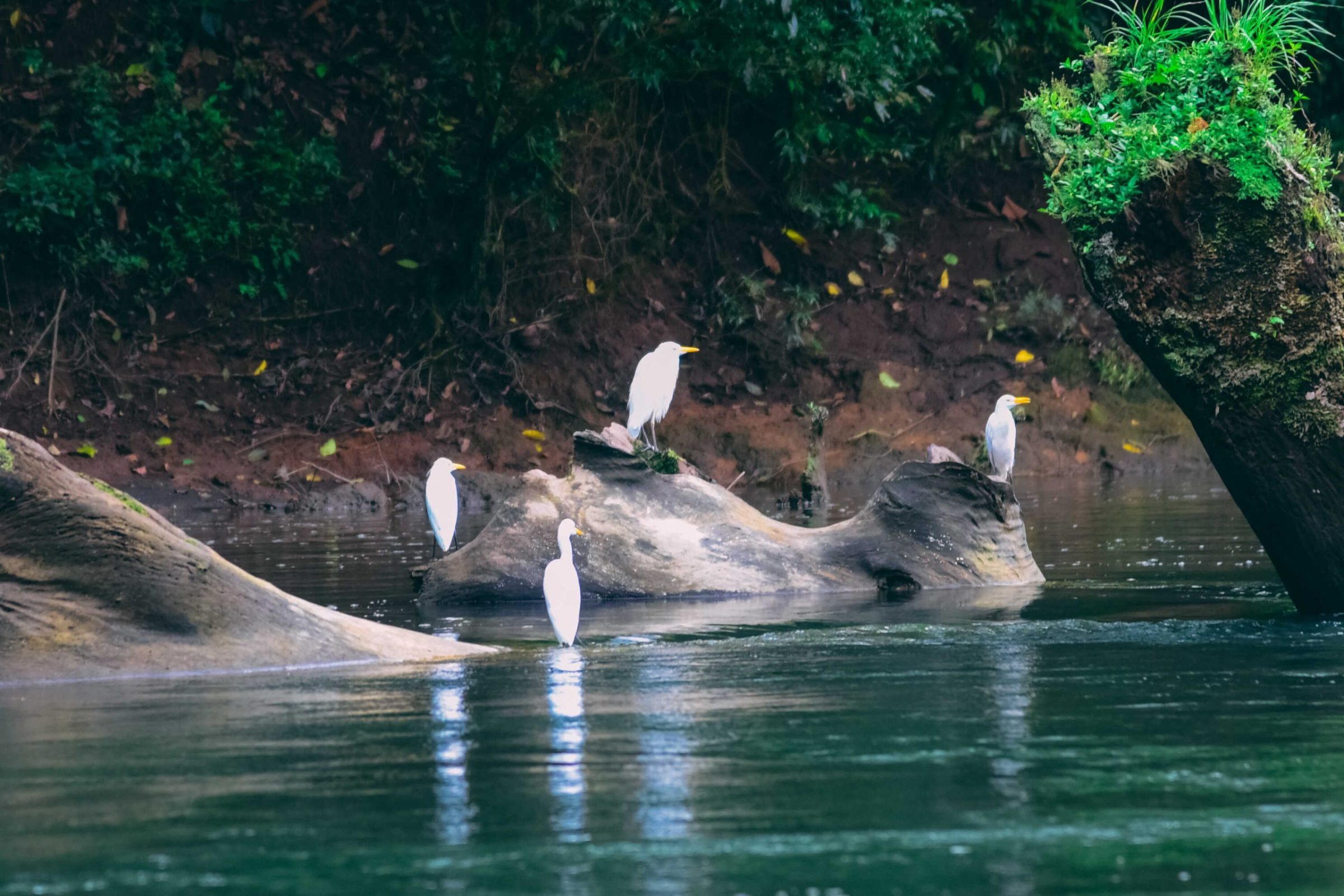 Jungle Safari Float on Sarapiqui River Tour | Native's Way Costa Rica
